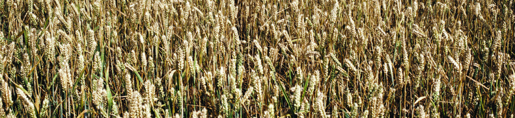 WheatHeader - Magnum Systems Inc